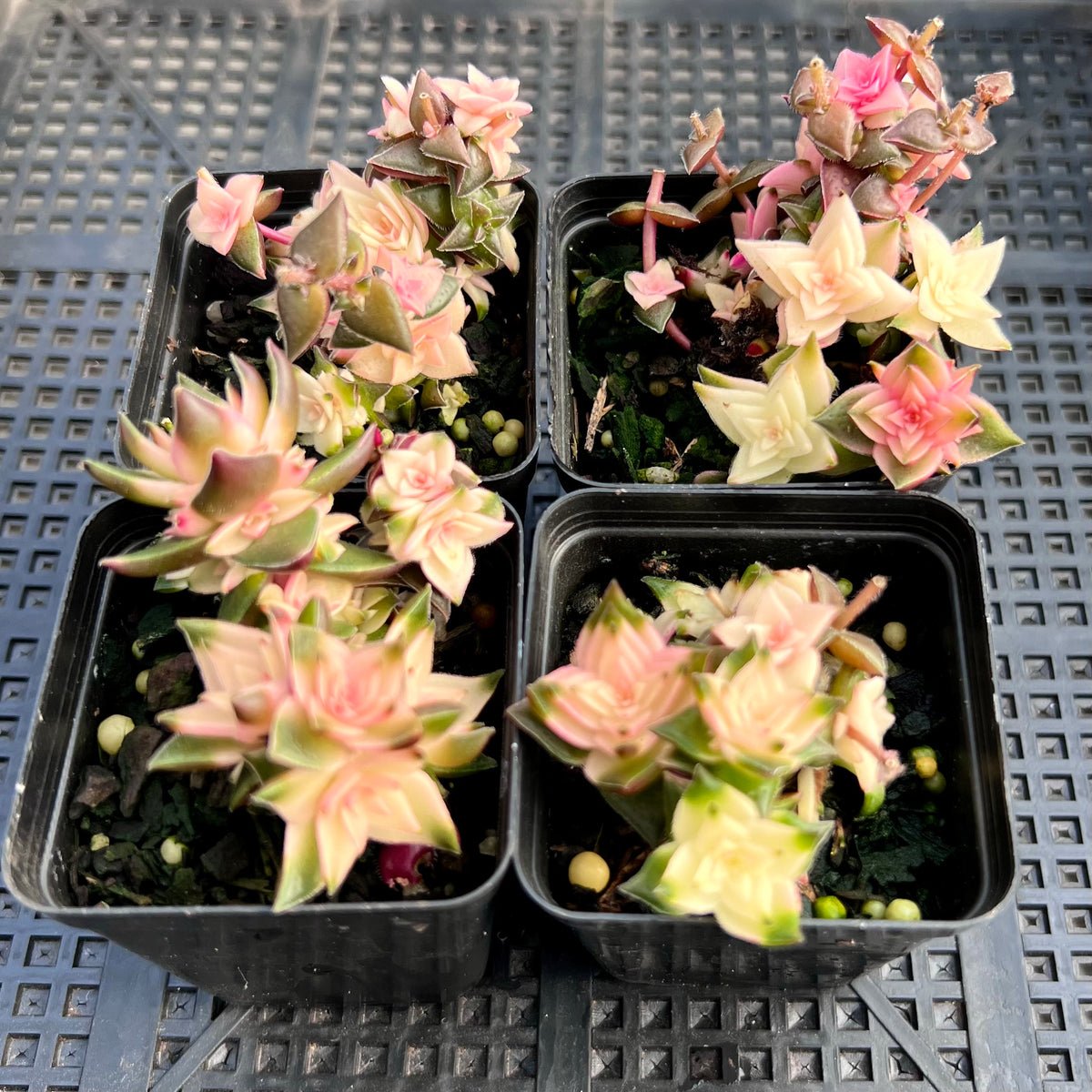Crassula corymbulosa variegated – RNT SUCCULENTS