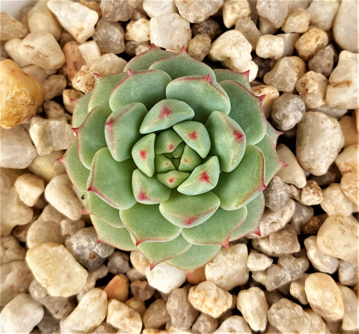 Echeveria panda face – RNT SUCCULENTS