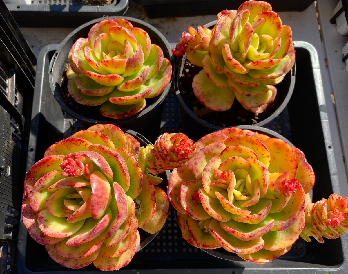 Echeveria giant rolly mature – RNT SUCCULENTS