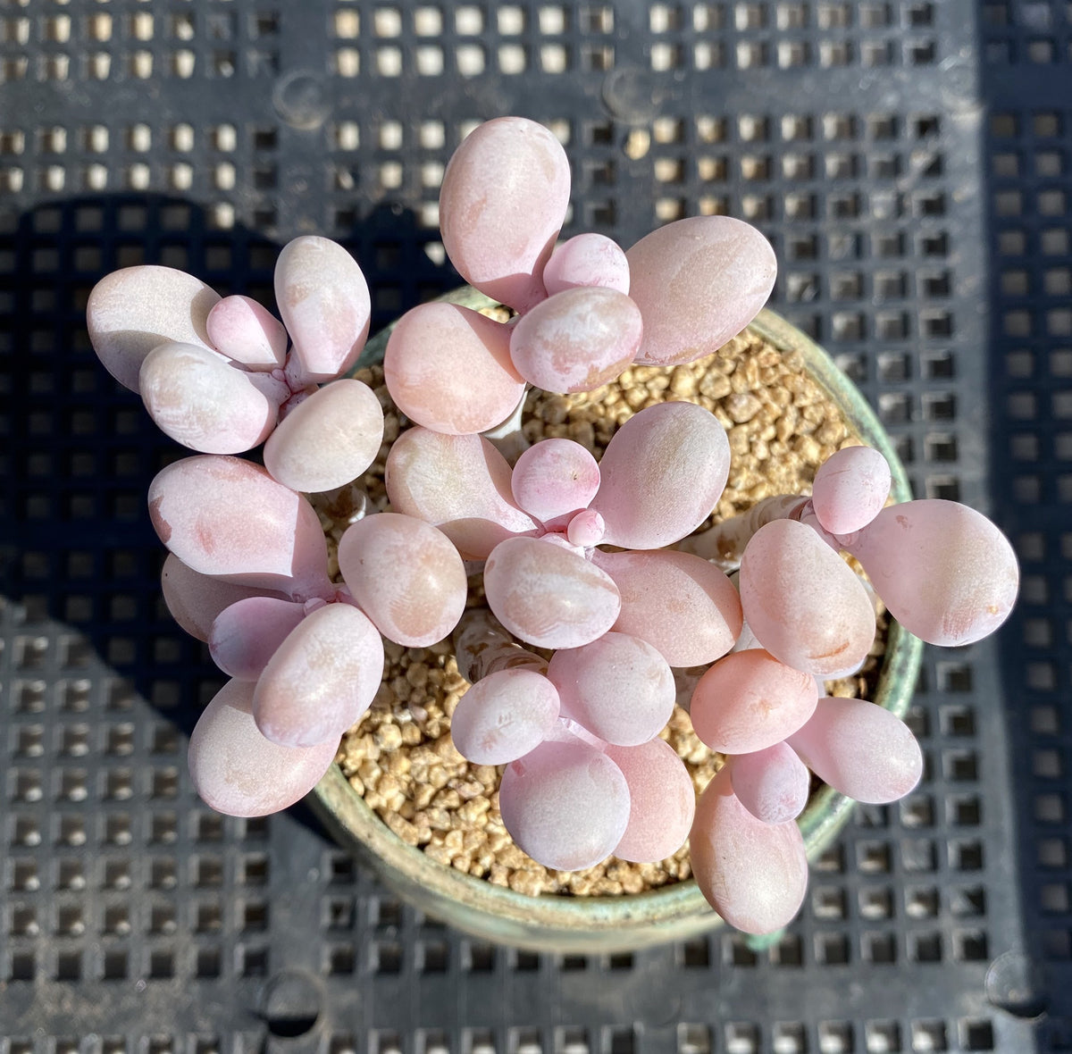 Round and chunky – RNT SUCCULENTS