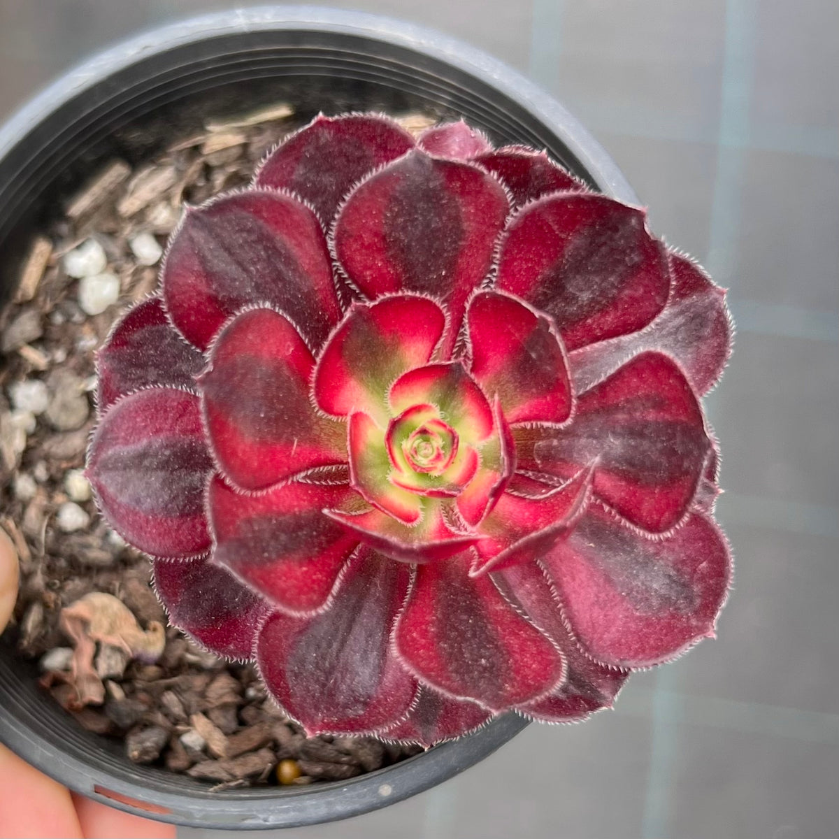 Aeonium Chanel – RNT SUCCULENTS