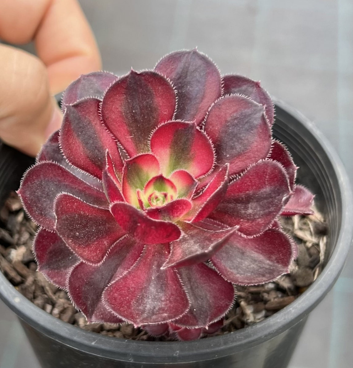 Aeonium Chanel – RNT SUCCULENTS