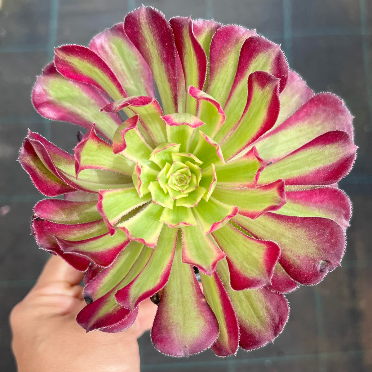 Aeonium Venus – RNT SUCCULENTS