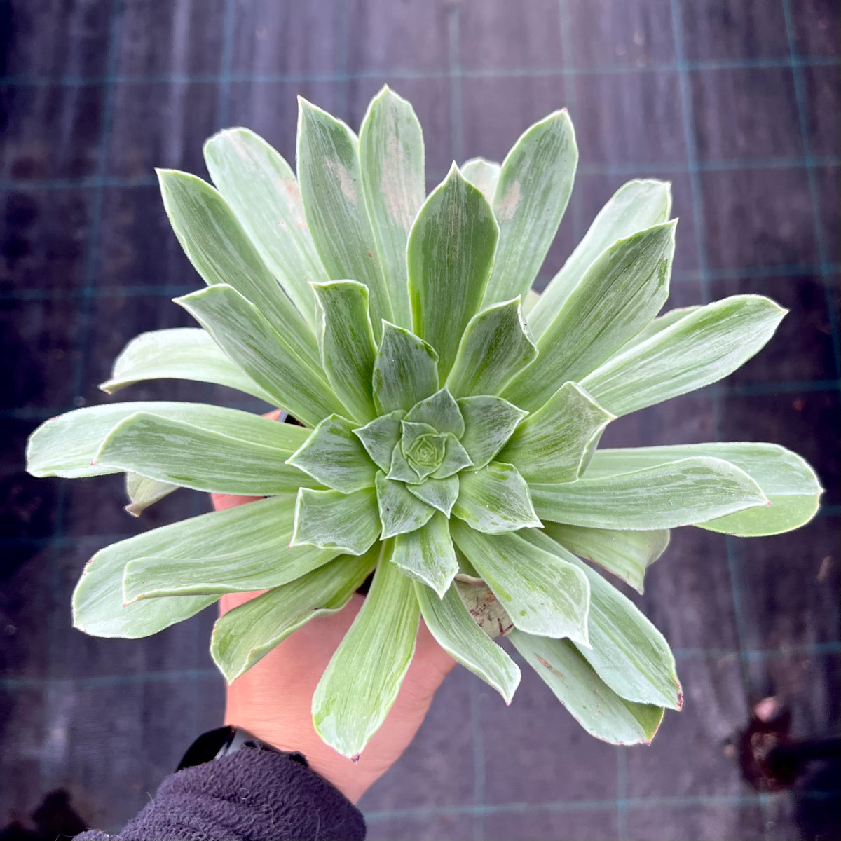 Aeonium 'Taeyang' silk variegate – RNT SUCCULENTS