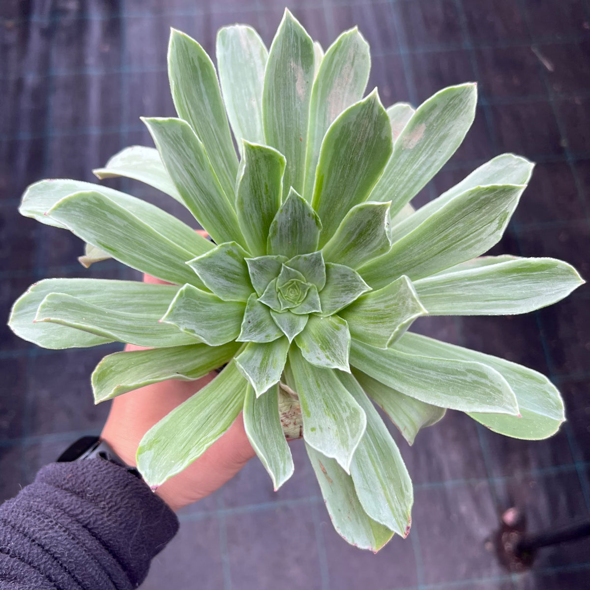 Aeonium 'Taeyang' silk variegate – RNT SUCCULENTS