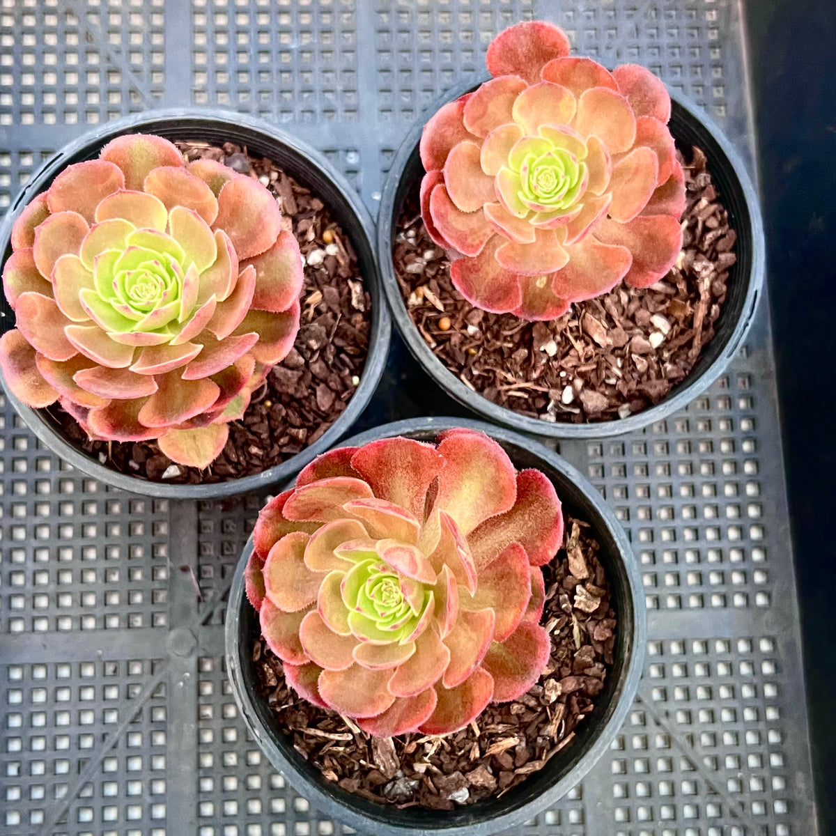 Aeonium chocolate firefox – RNT SUCCULENTS