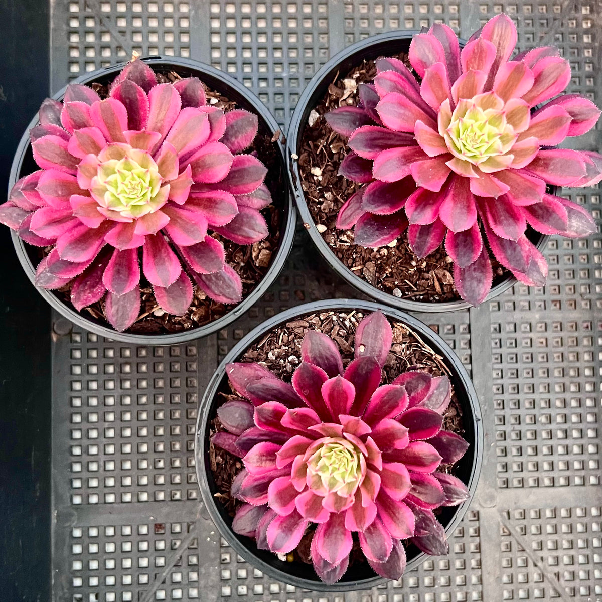 Aeonium red copper – RNT SUCCULENTS