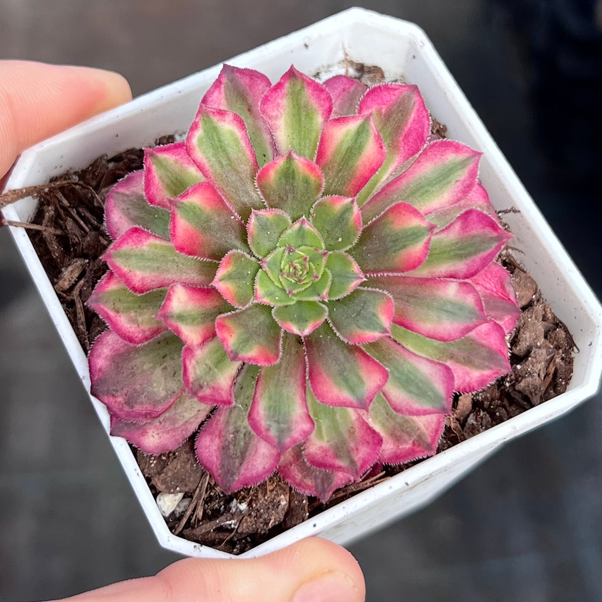 Aeonium morning beauty – RNT SUCCULENTS