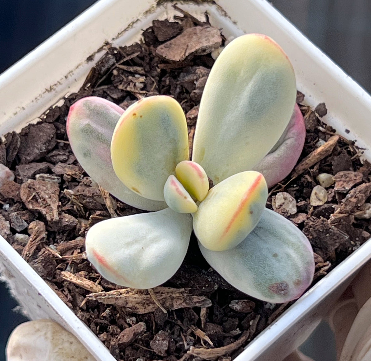 C. orbiculata cv. round leaf variegated – RNT SUCCULENTS