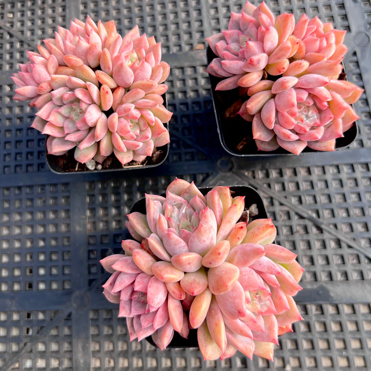 Echeveria frosty bloom/frost flower – RNT SUCCULENTS