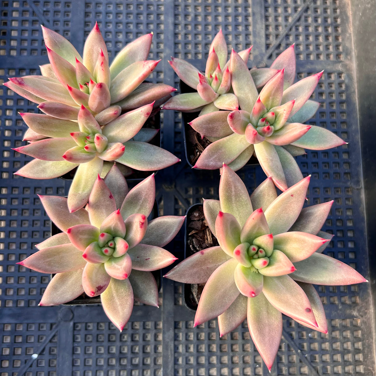 Echeveria Psyche S – RNT SUCCULENTS