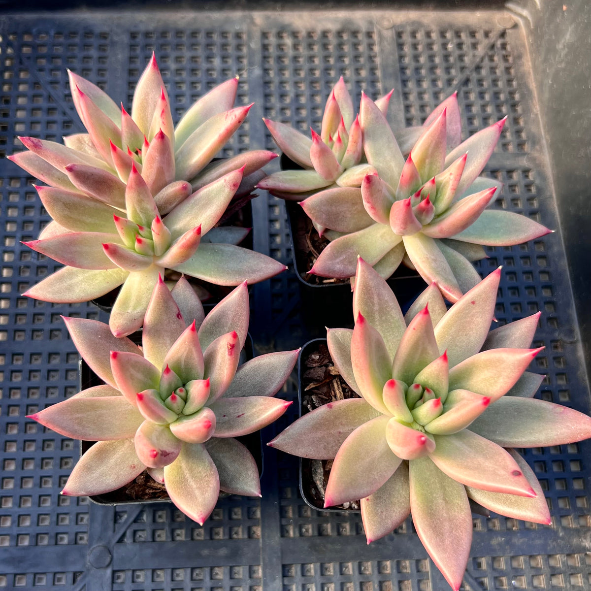 Echeveria Psyche S – RNT SUCCULENTS