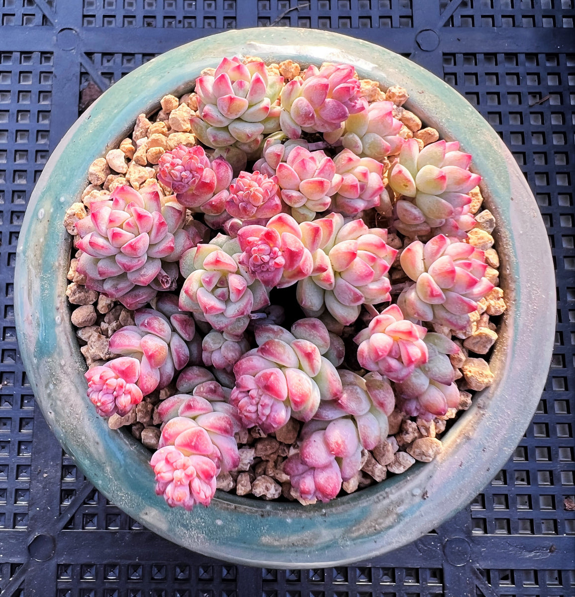 Echeveria caramel elf – RNT SUCCULENTS