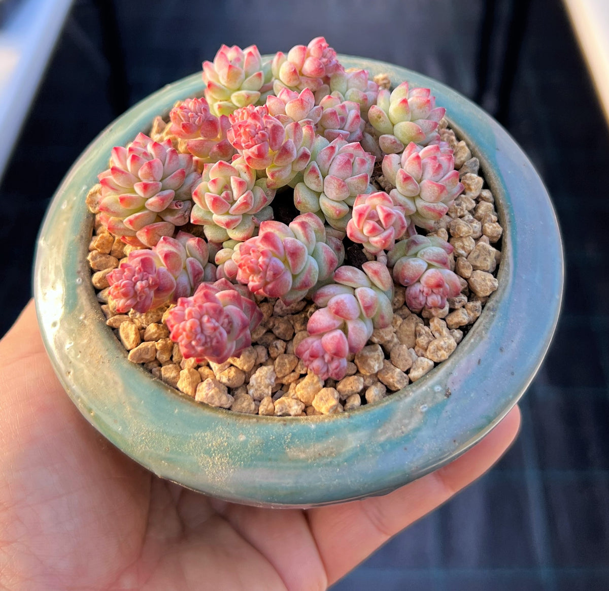 Echeveria caramel elf – RNT SUCCULENTS