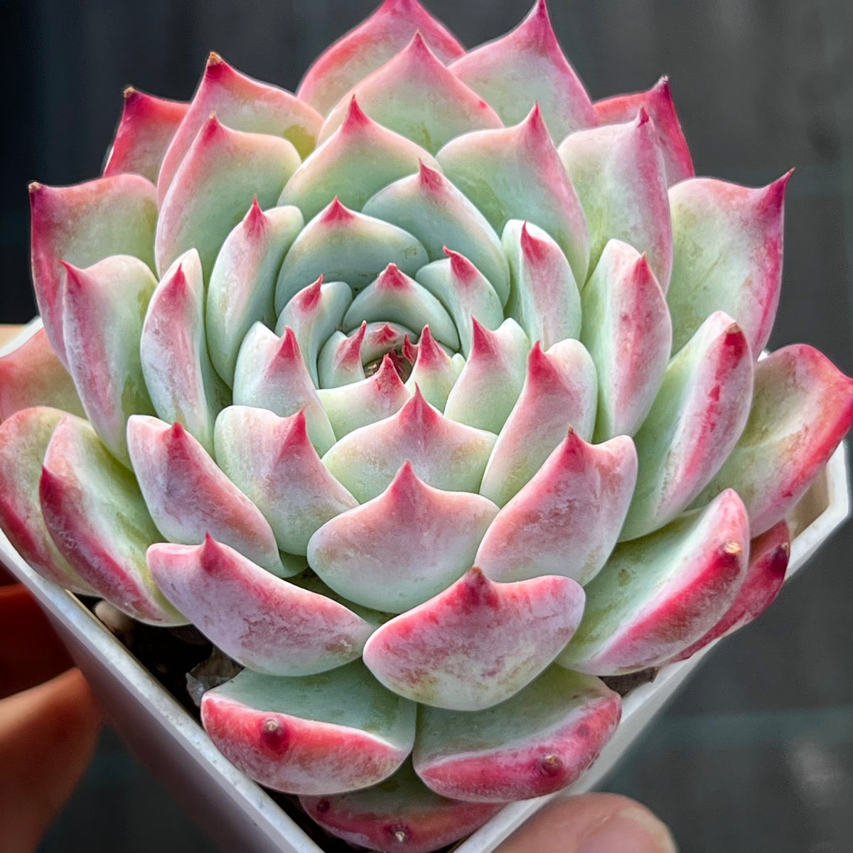 Echeveria chihuahuensis ruby blush – RNT SUCCULENTS