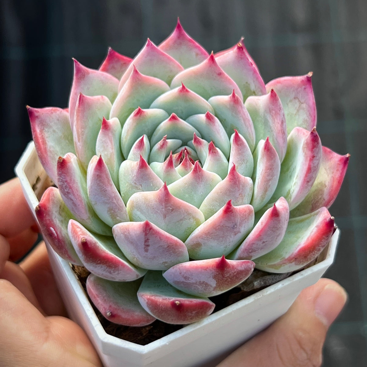 Echeveria chihuahuensis ruby blush – RNT SUCCULENTS