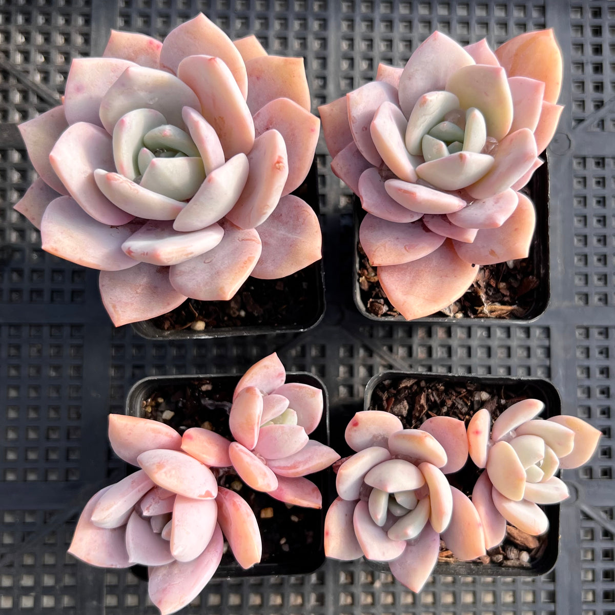 Graptoveria pink laui – RNT SUCCULENTS