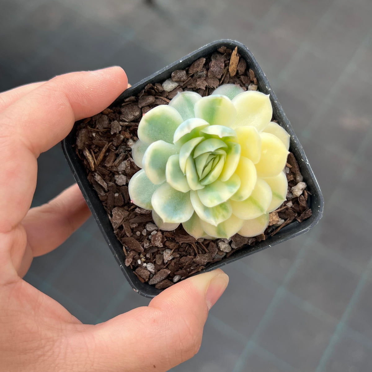 Echeveria raspberry ice variegated – RNT SUCCULENTS