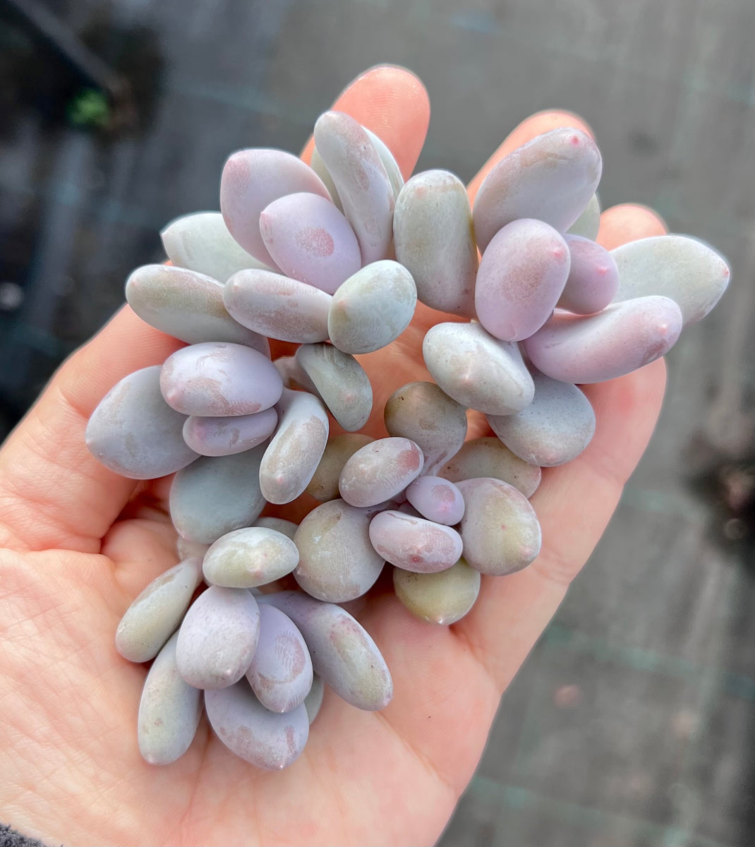 P. orange snowball cutting x 1 – RNT SUCCULENTS