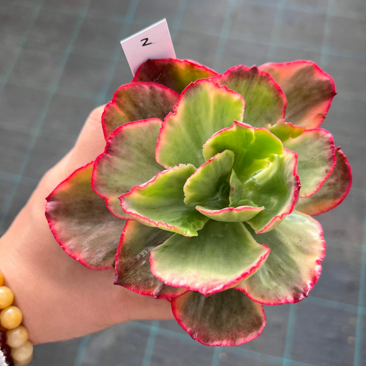 Echeveria Marijah yellow variegation – RNT SUCCULENTS