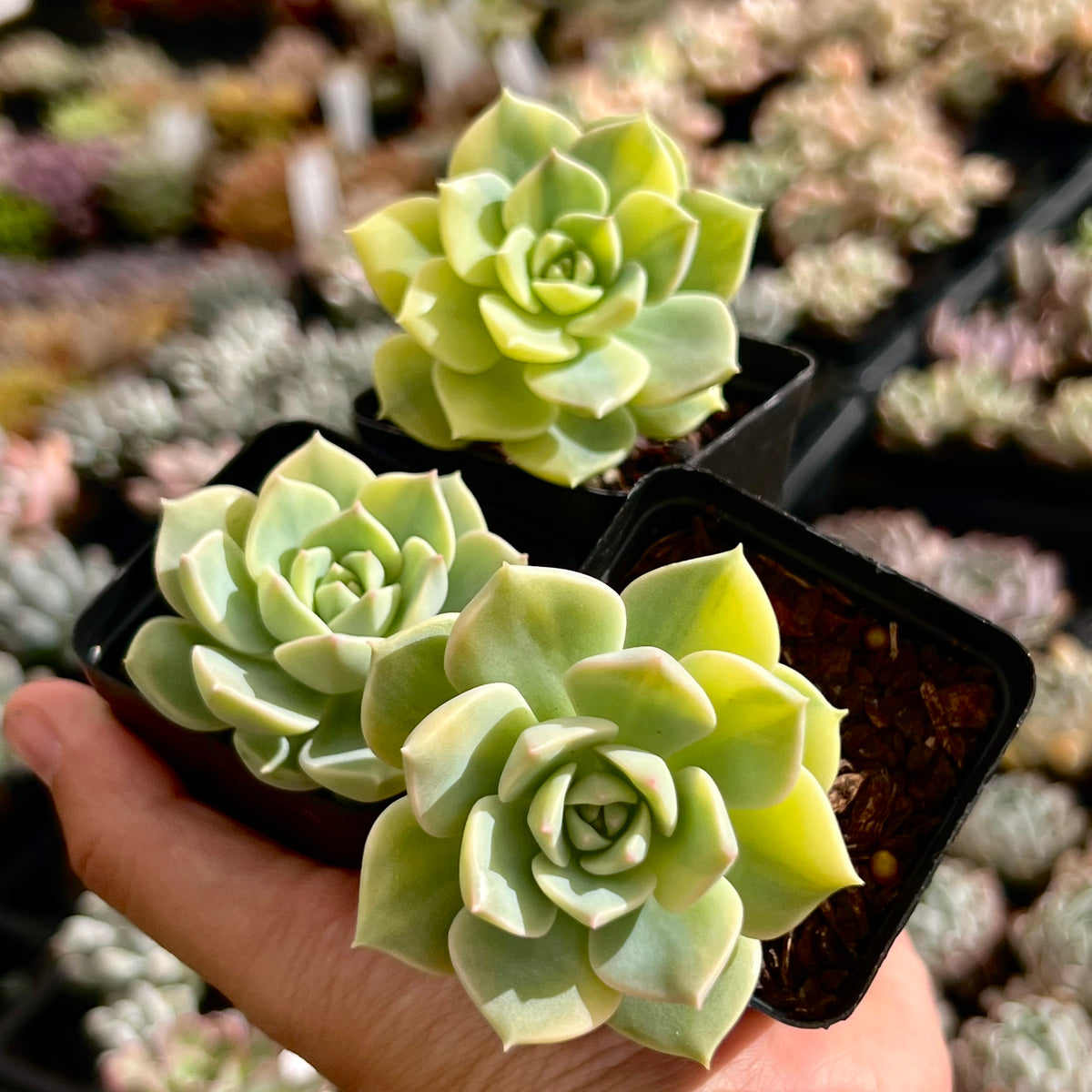Graptoveria Titubans variegated – RNT SUCCULENTS