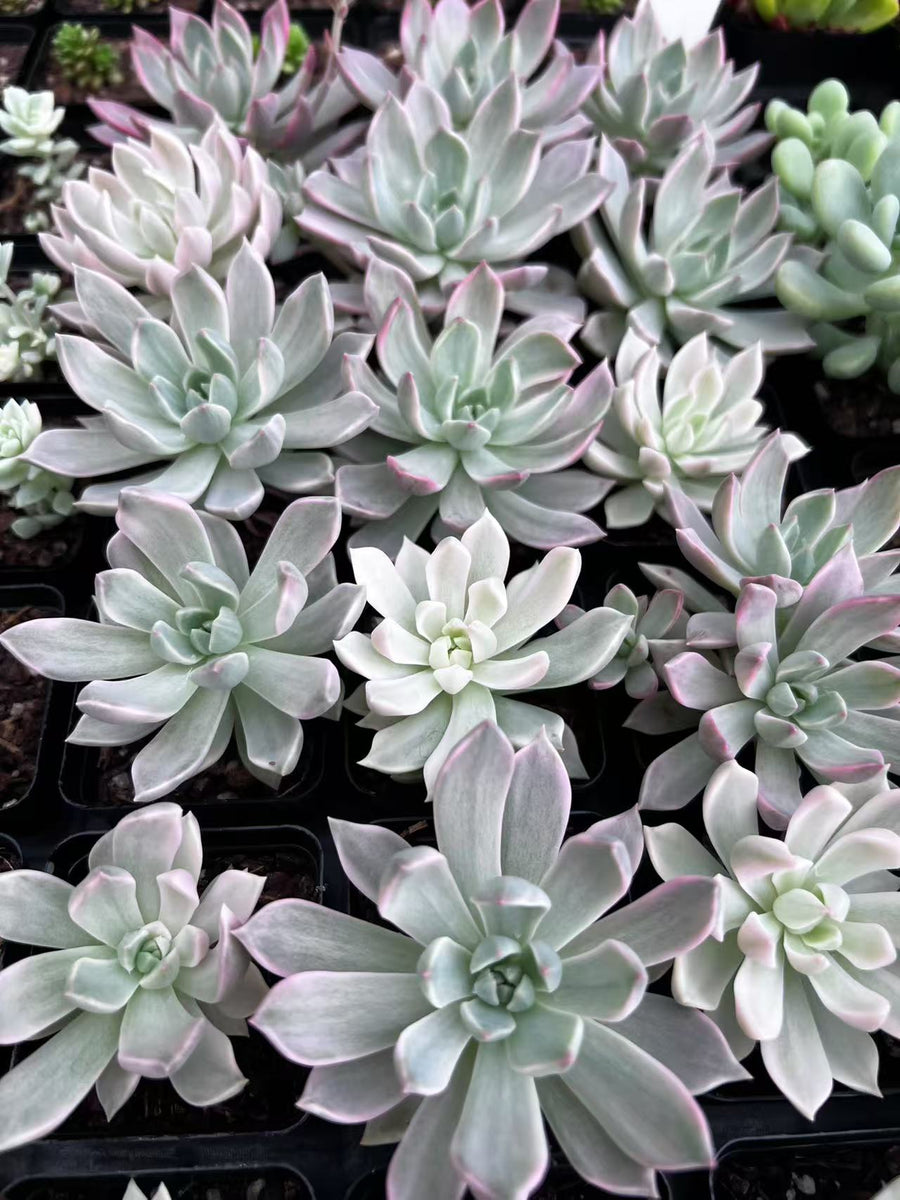 Echeveria blood moon variegate – RNT SUCCULENTS