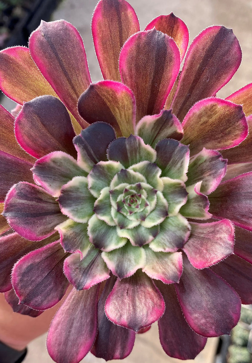 Aeonium ink painting – RNT SUCCULENTS