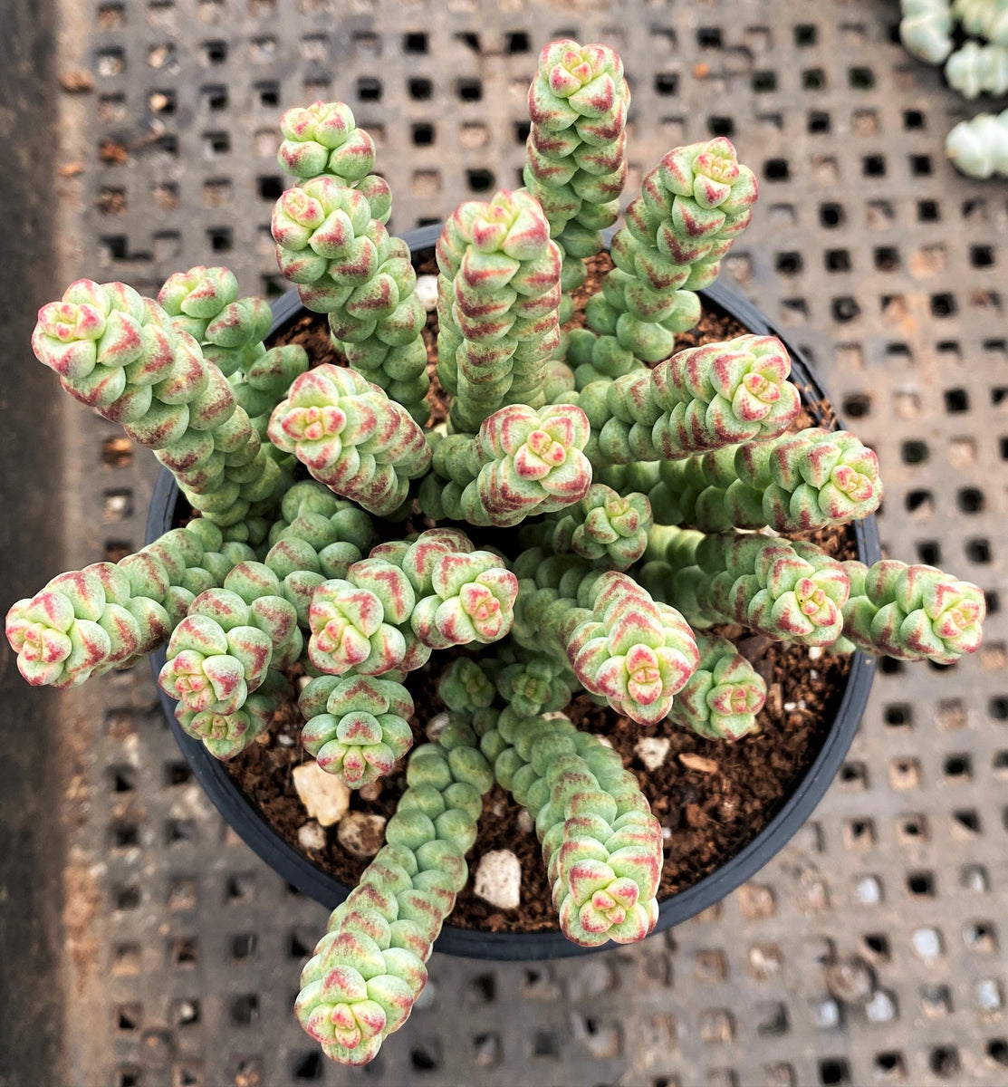 Crassula baby surprise – RNT SUCCULENTS