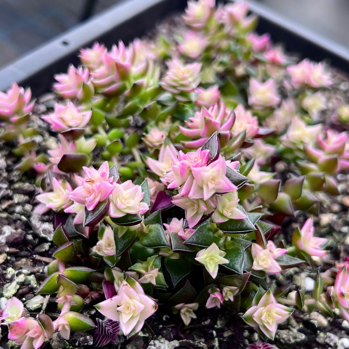 Crassula corymbulosa variegated CUTTING x 1 – RNT SUCCULENTS
