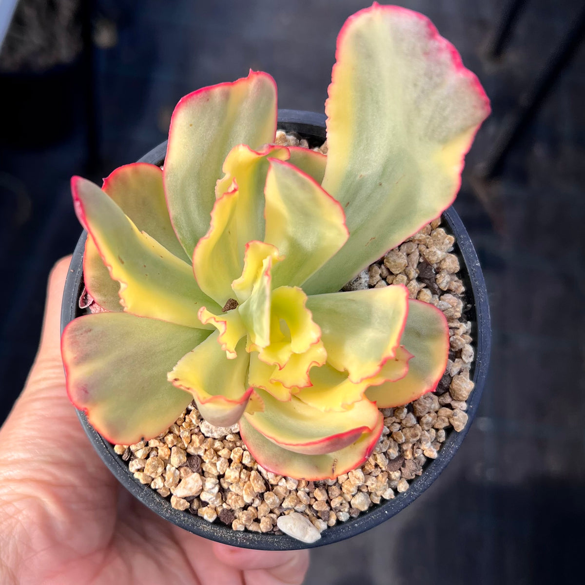Echeveria Marijah yellow variegation – RNT SUCCULENTS