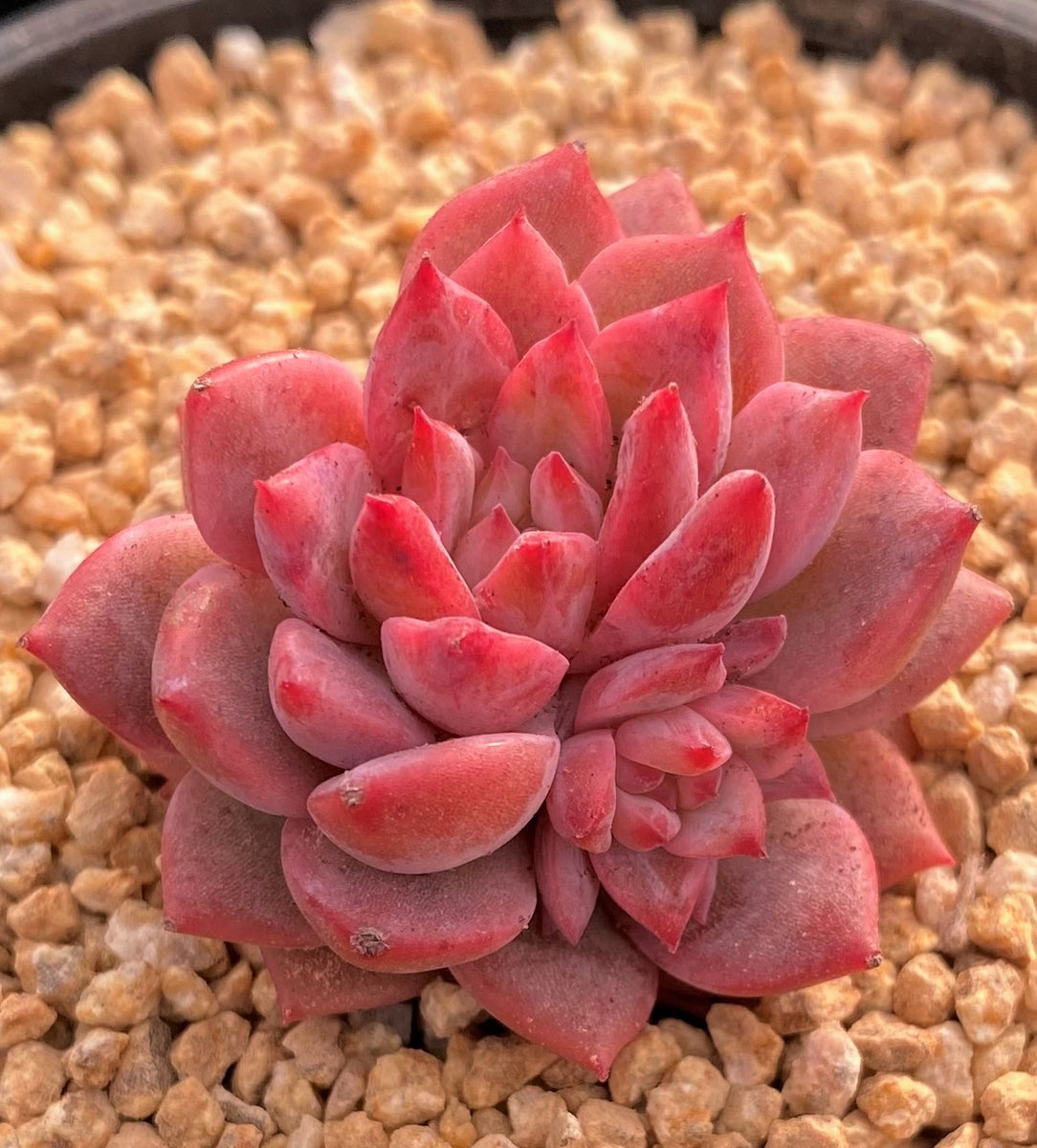 Echeveria frosty bloom/frost flower – RNT SUCCULENTS