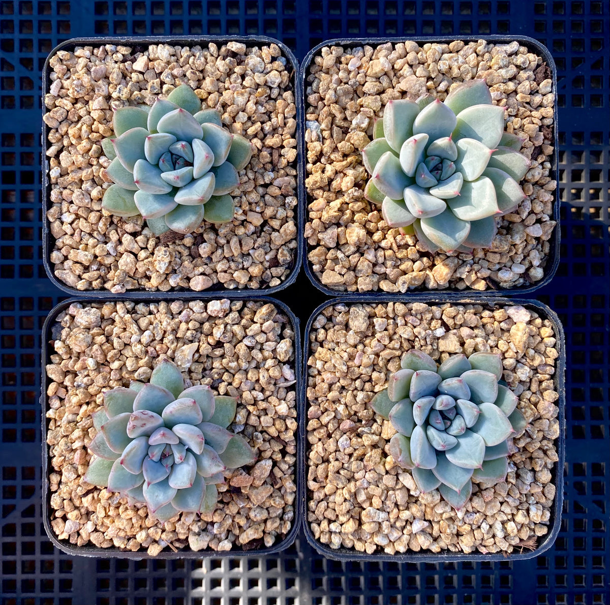 Echeveria Ellen – RNT SUCCULENTS