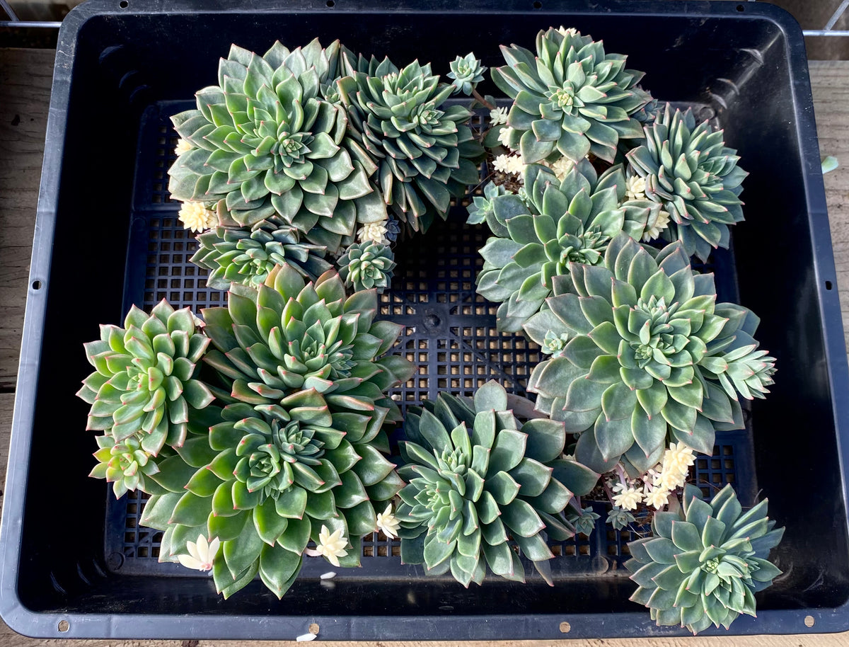 Echeveria green emerald with albino offsets – RNT SUCCULENTS