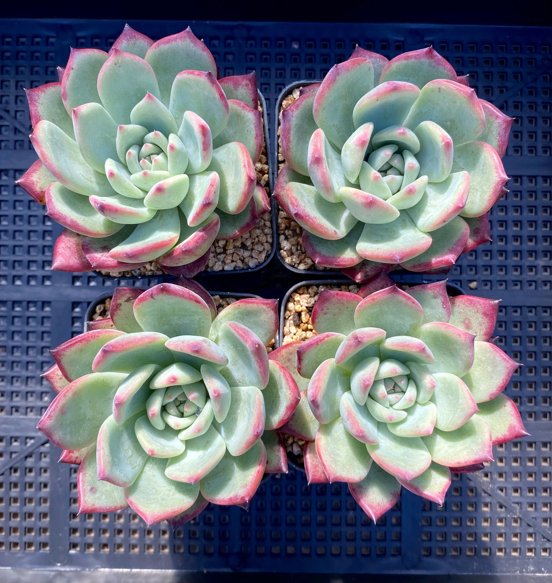 Echeveria Latam/ Ratam – RNT SUCCULENTS