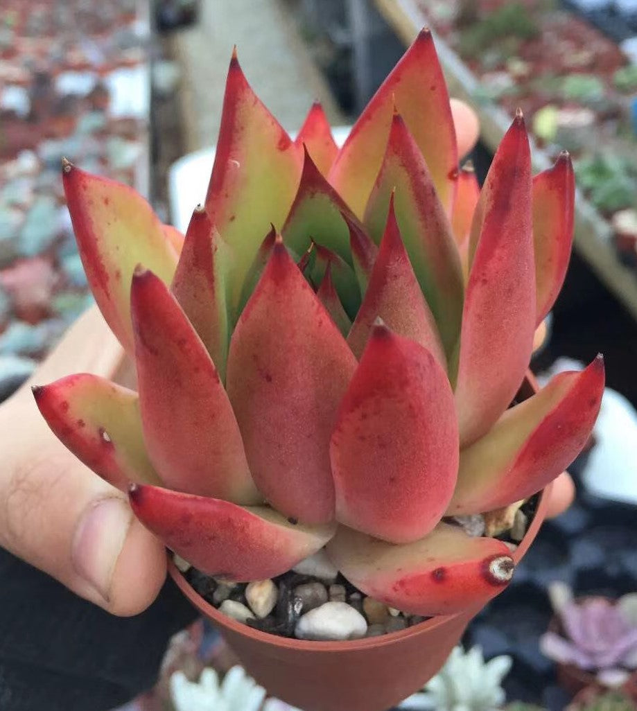 Echeveria red ebony – RNT SUCCULENTS