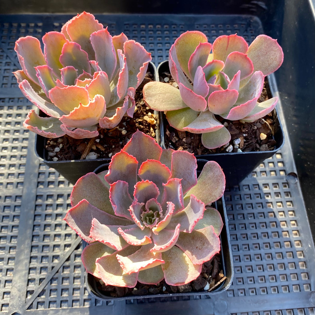 Echeveria shaviana pink frills – RNT SUCCULENTS
