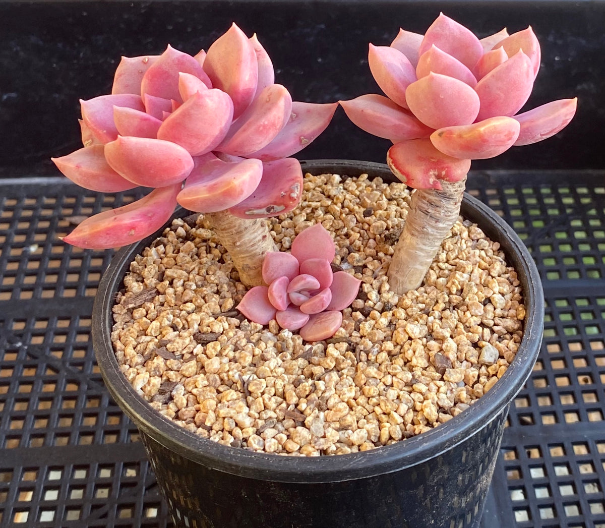 Graptoveria 'Debbie' S – RNT SUCCULENTS