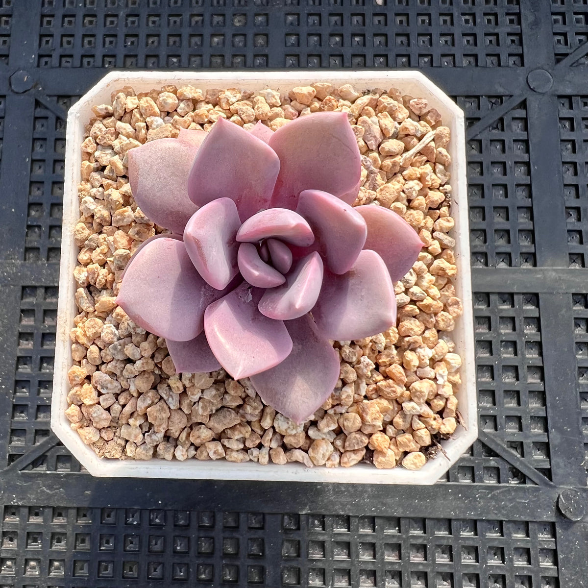 Graptoveria 'Debbie' S – RNT SUCCULENTS