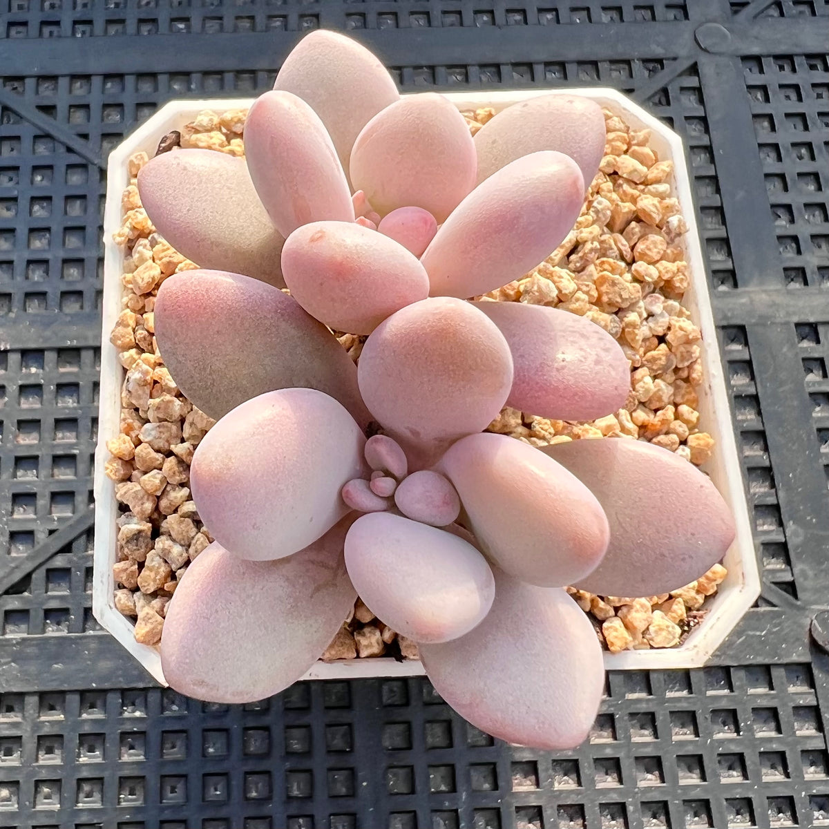 Graptopetalum lavender pebble pink form – RNT SUCCULENTS