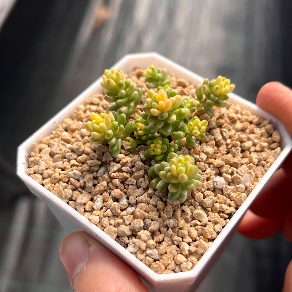 Sedum golden rice – RNT SUCCULENTS
