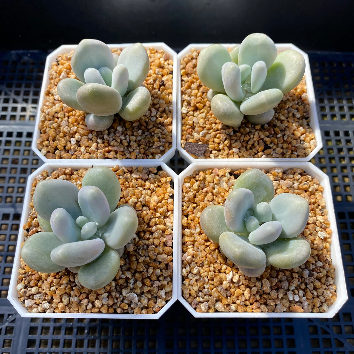 Pachyphytum oviferum hybrid （moonstone hybrid) – RNT SUCCULENTS