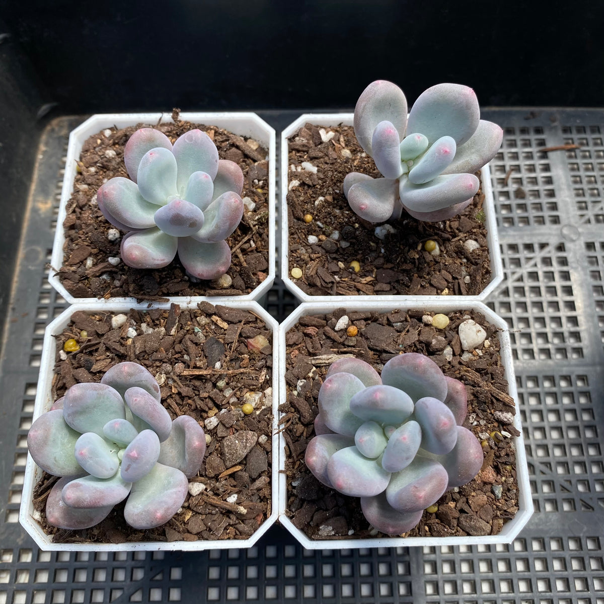 Pachyphytum blue haze – RNT SUCCULENTS