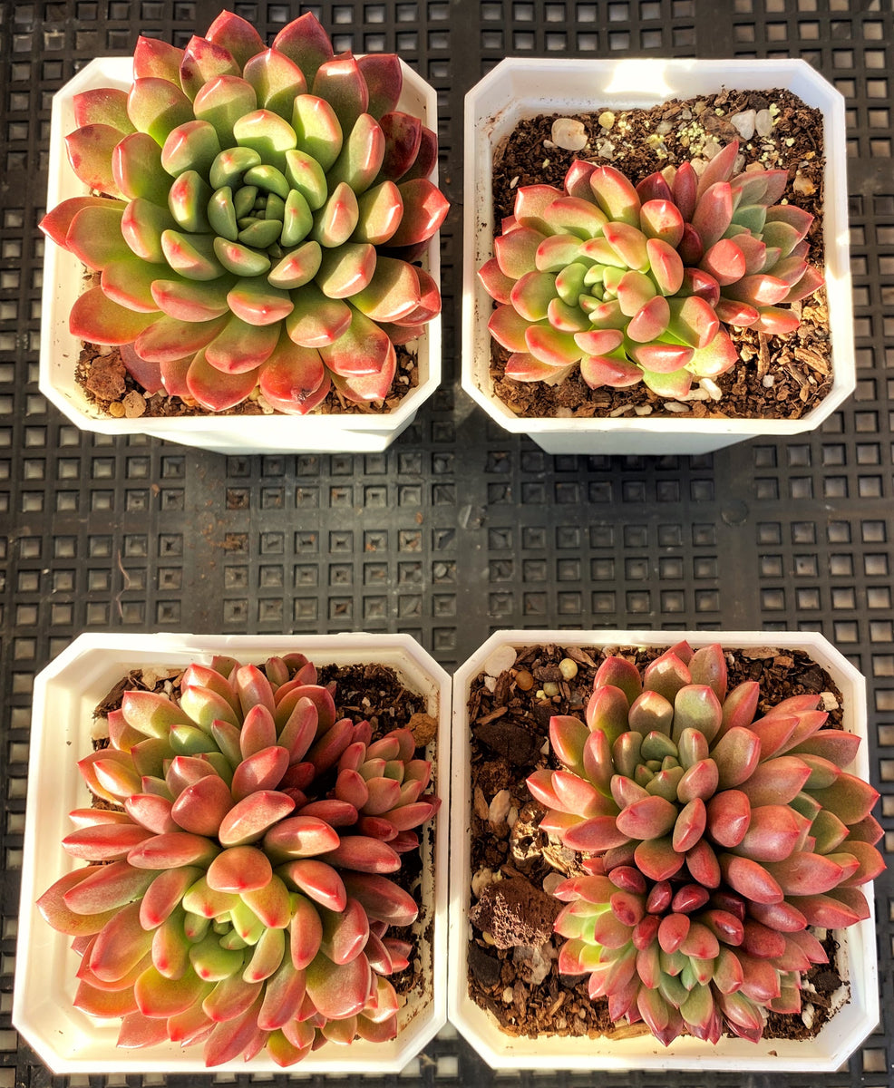 Graptoveria pink ruby/ bashful – RNT SUCCULENTS