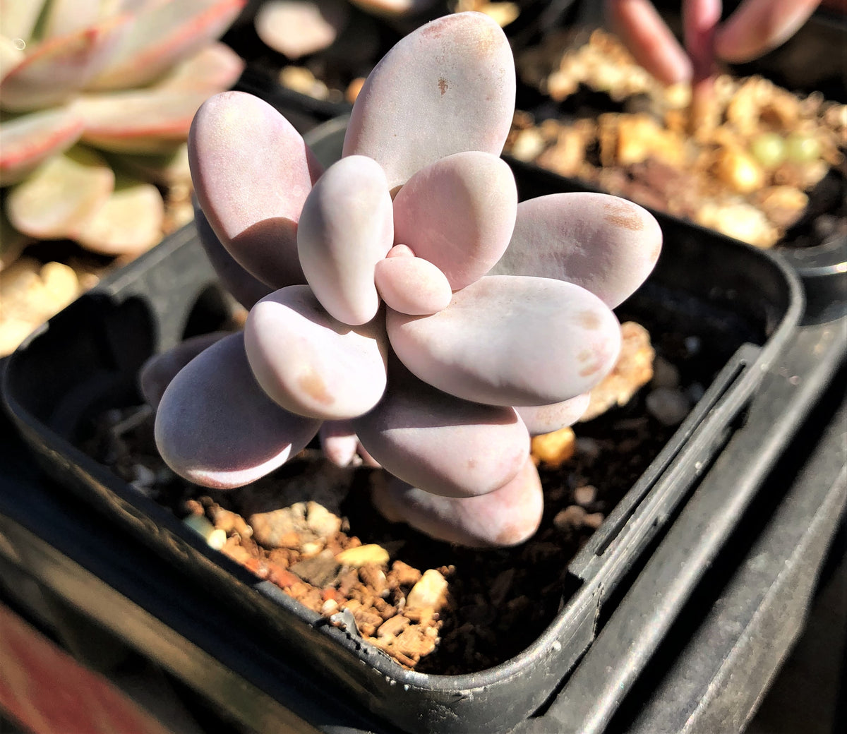 Sedum craigii SMALL – RNT SUCCULENTS