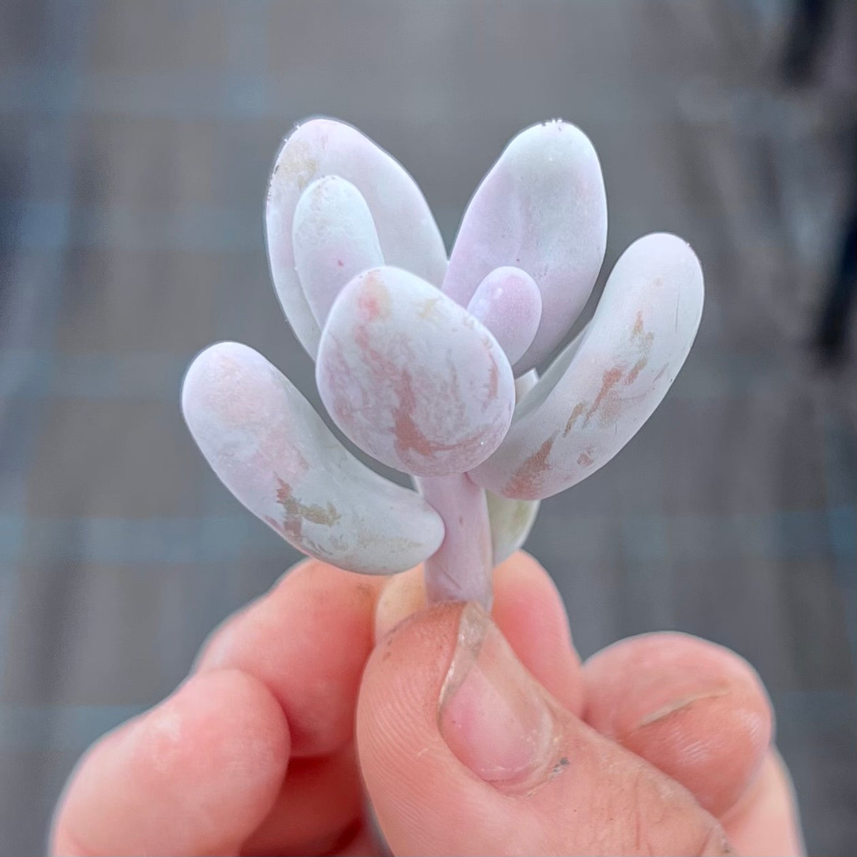 Sedum craigii - cutting x 1 – RNT SUCCULENTS