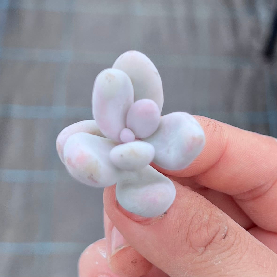 Sedum craigii - cutting x 1 – RNT SUCCULENTS