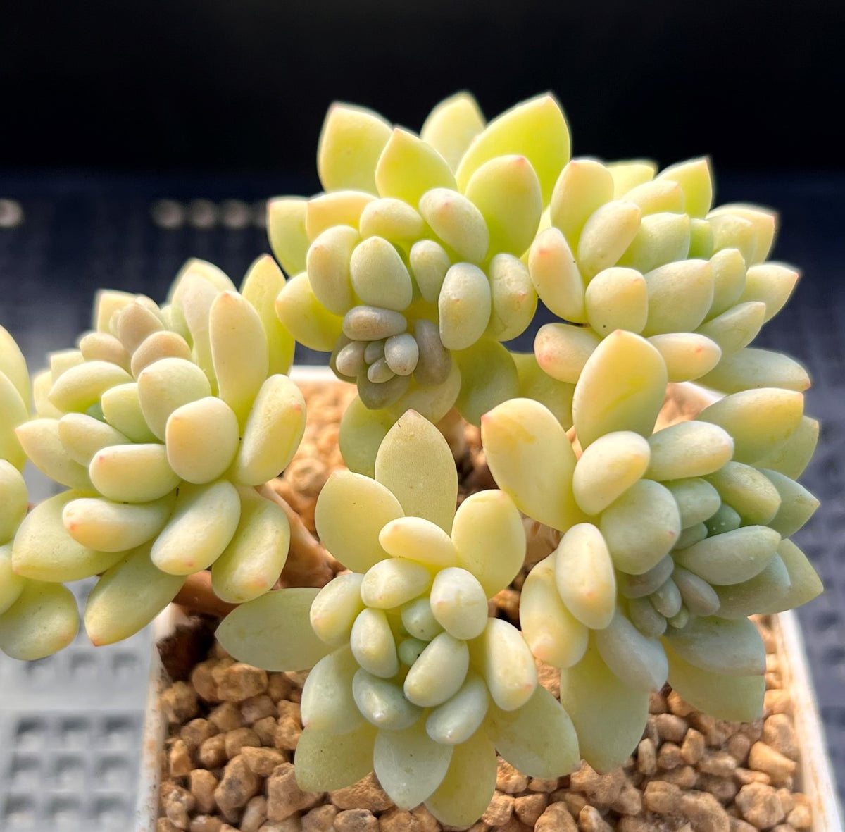 Sedum daisy bloom – RNT SUCCULENTS